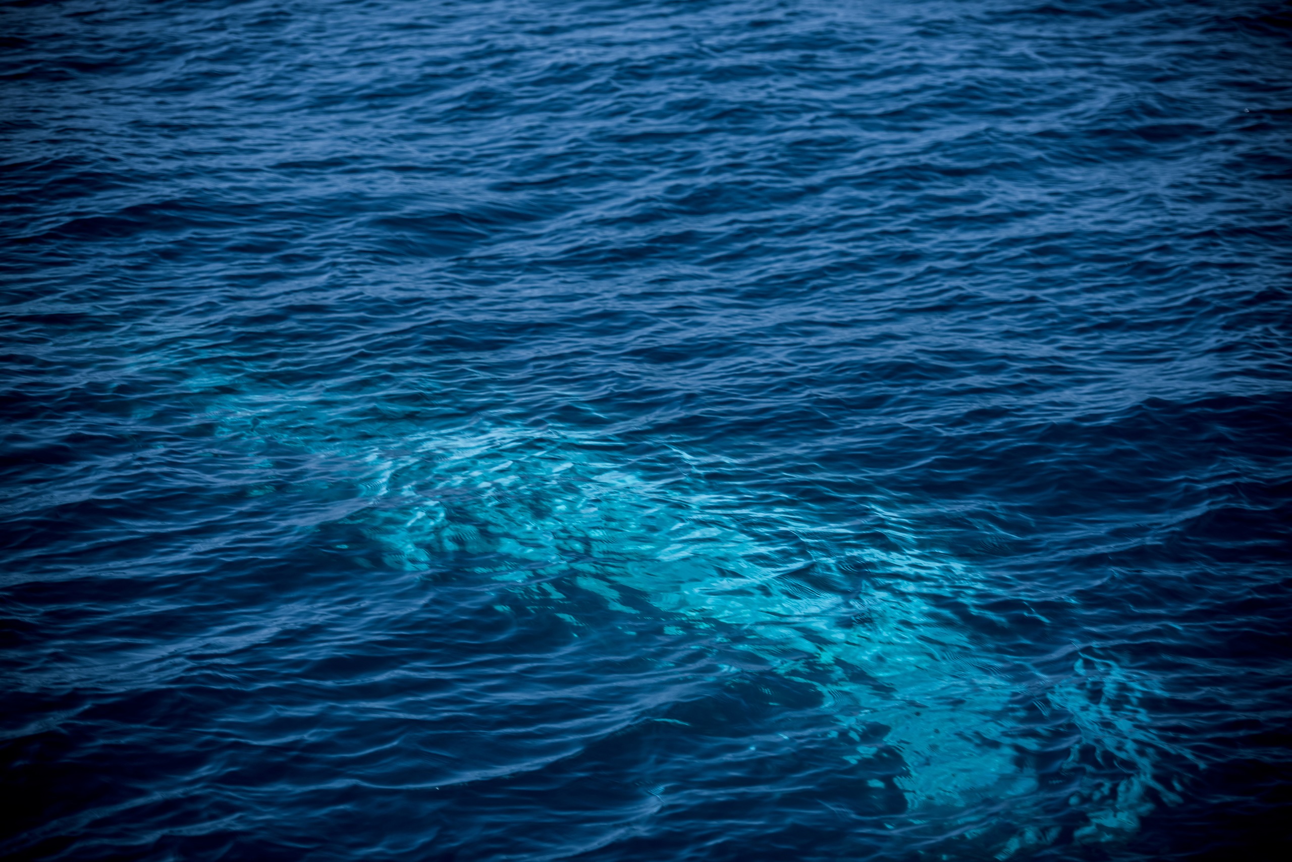 Observer la baleine bleue au Sri Lanka ! - Mai Globe Travels
